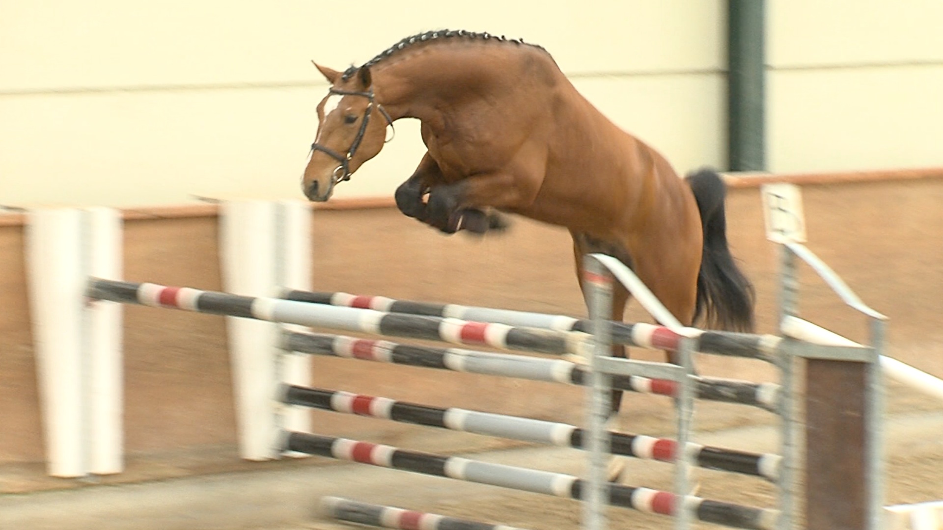 Magic Quality selected for the Fences elite auction - Quality Stud