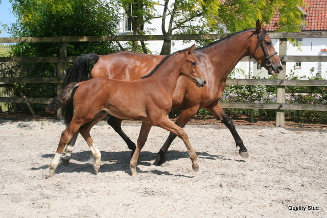 Our Kannan x Cassini I x Casall stallion foal goes to the ESI auction ...